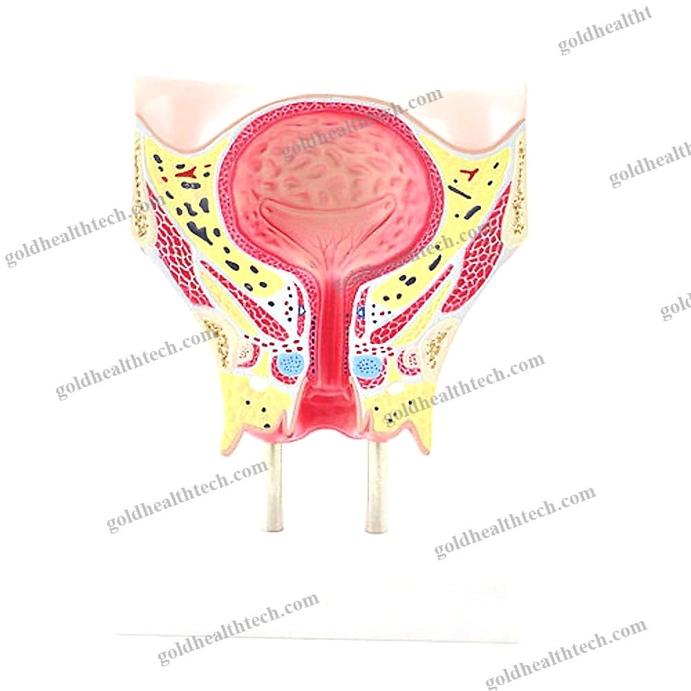 Durable Bladder Model Sale or Rent Near Me – Gold Health Tech